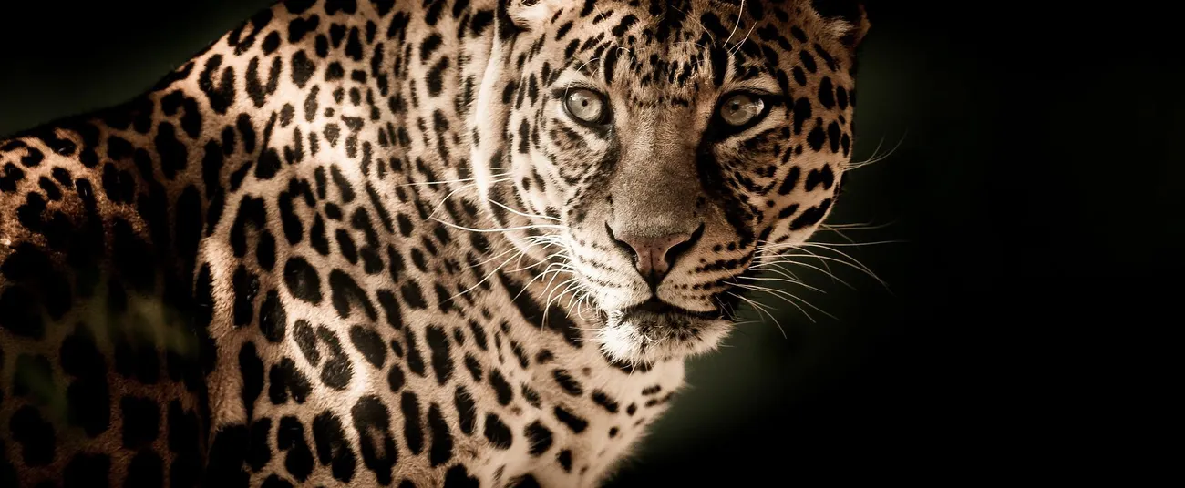 Funiculite Por Consequência De Uma Orquiectomia Em Equino- Relato De ...